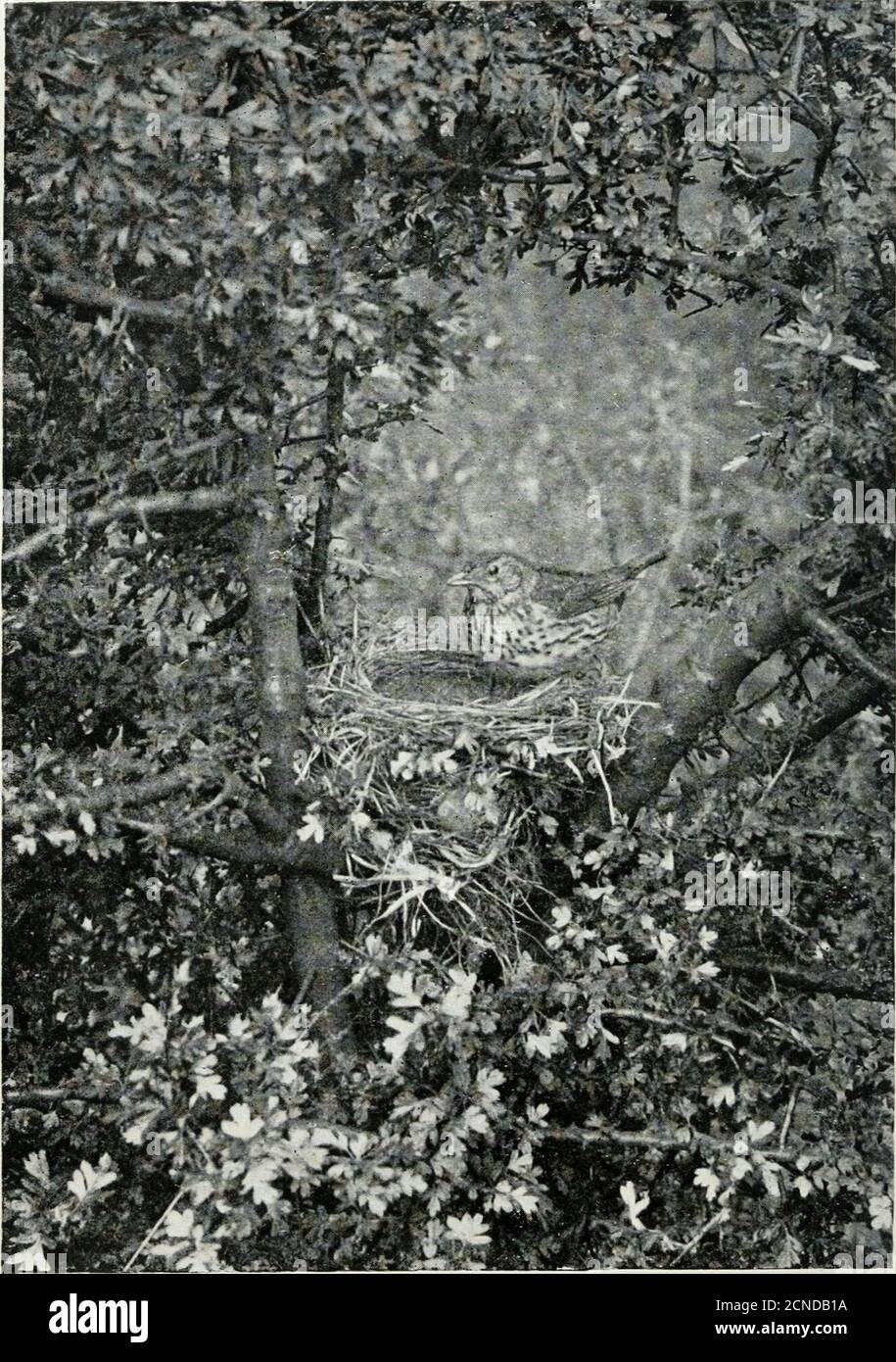 Throstle nest hi-res stock photography and images - Alamy