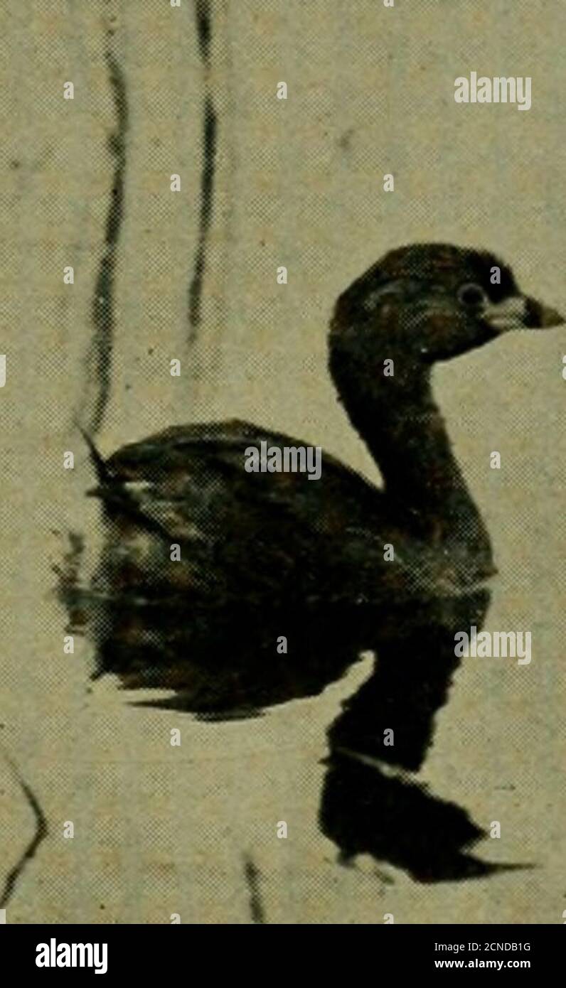 . Bird lore . 4 I Stock Photo - Alamy