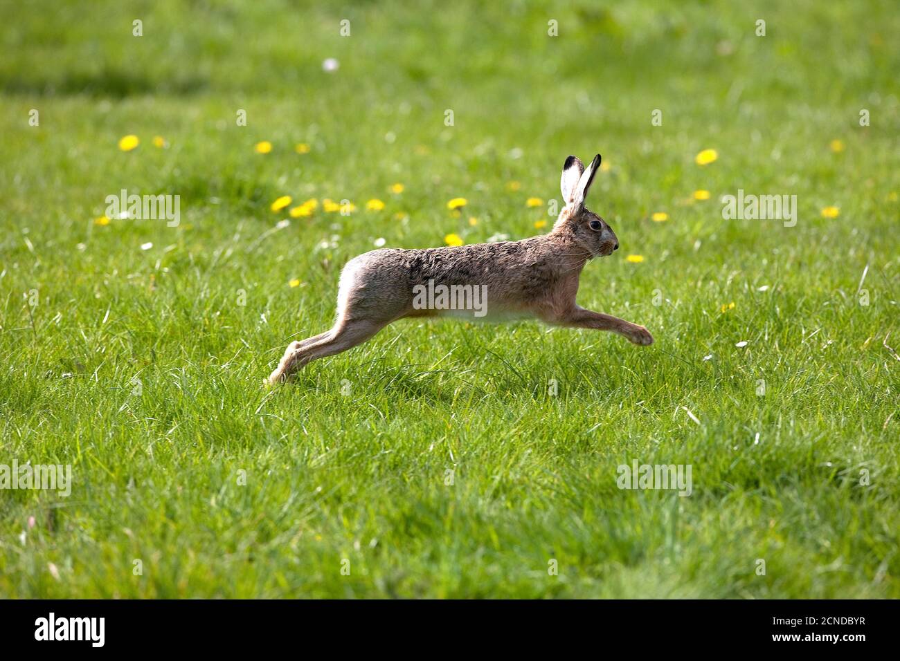 European Brown Hare, lepus europaeus, Adult running on Grass, Normandy ...