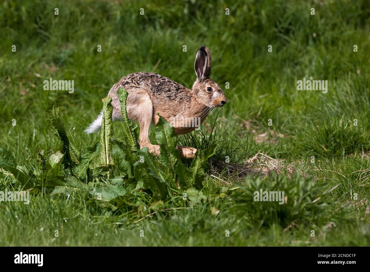 European Brown Hare, lepus europaeus, Adult running on Grass, Normandy ...