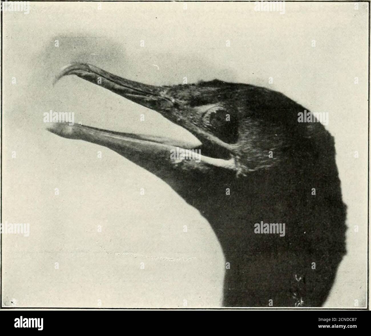 . The bird, its form and function . Fig. 164.—Beak of Gannet.. Fig. 165 ...