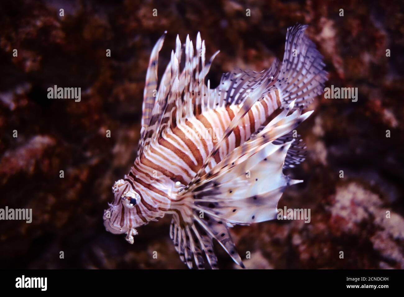 Lionfish close up hi-res stock photography and images - Alamy