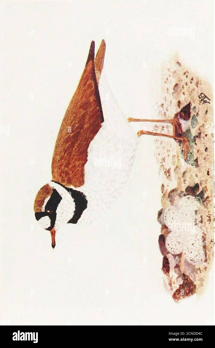 Chest patch is brown hi-res stock photography and images - Alamy