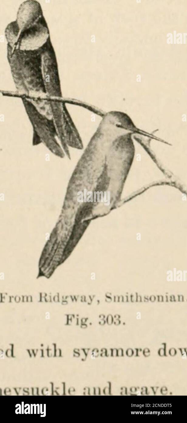 Dead hummingbird hi-res stock photography and images - Alamy