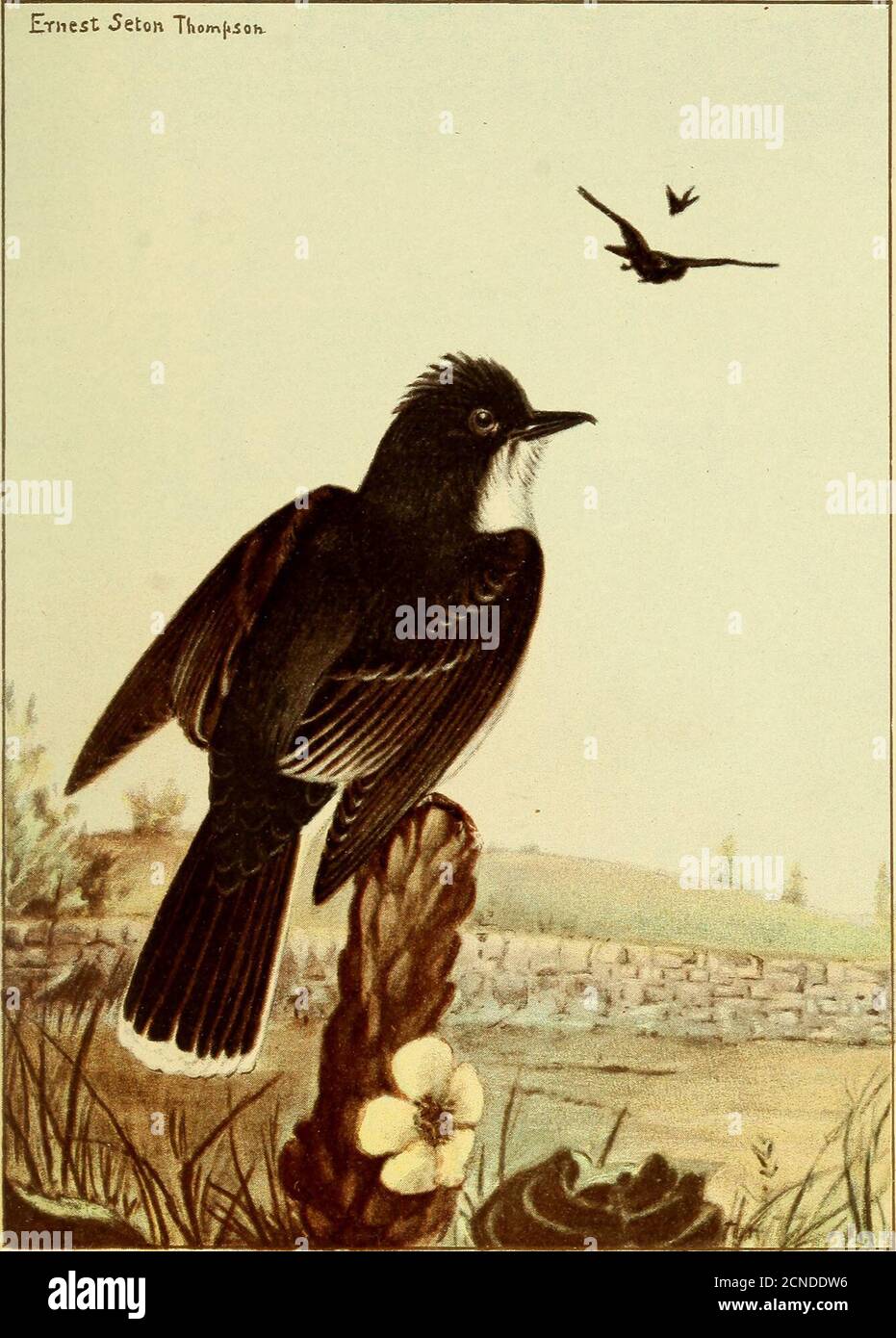 . Bird-life; a guide to the study of our common birds . ail, Clapper ...