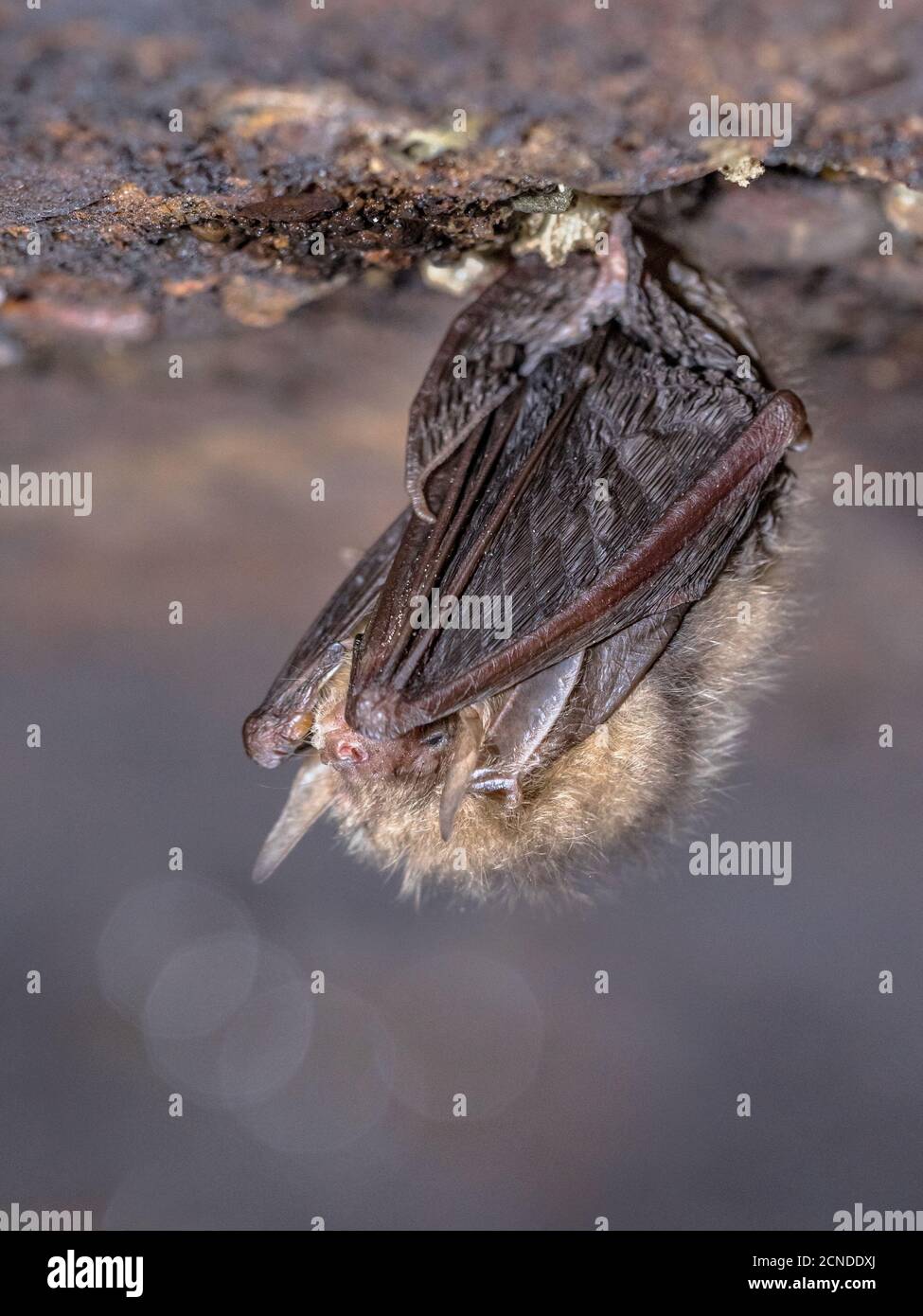 Common long-eared bat (Plecotus auritus) hibernating on ceiling of ...