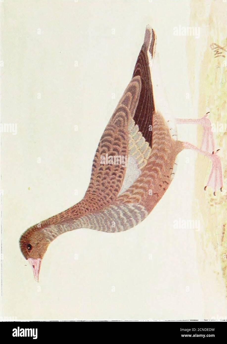 White goose hi hi-res stock photography and images - Alamy