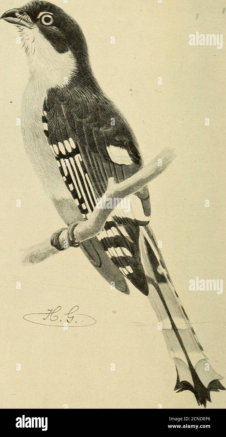 Knuckle walk hi-res stock photography and images - Alamy