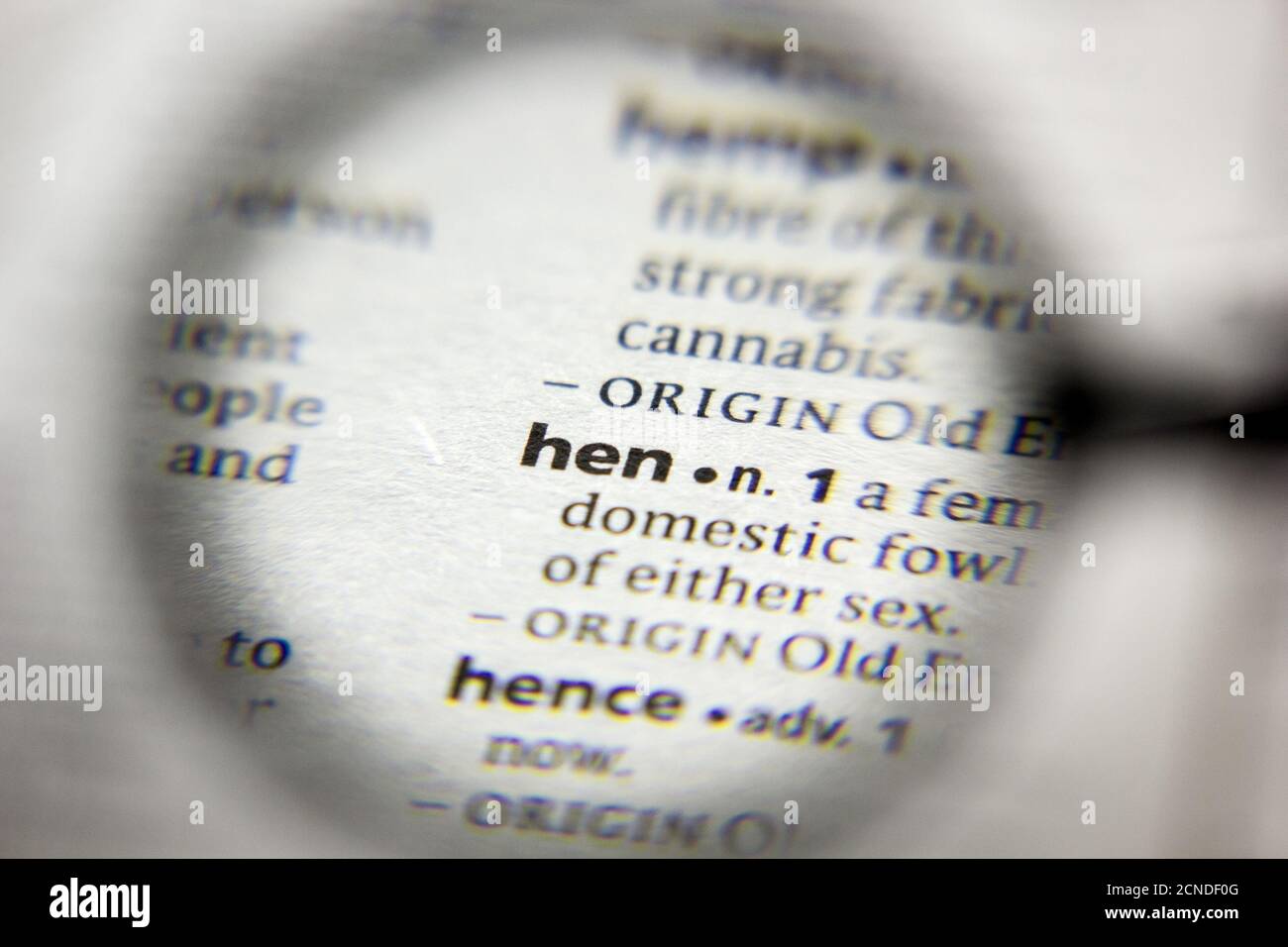 Hen definition hi-res stock photography and images - Alamy