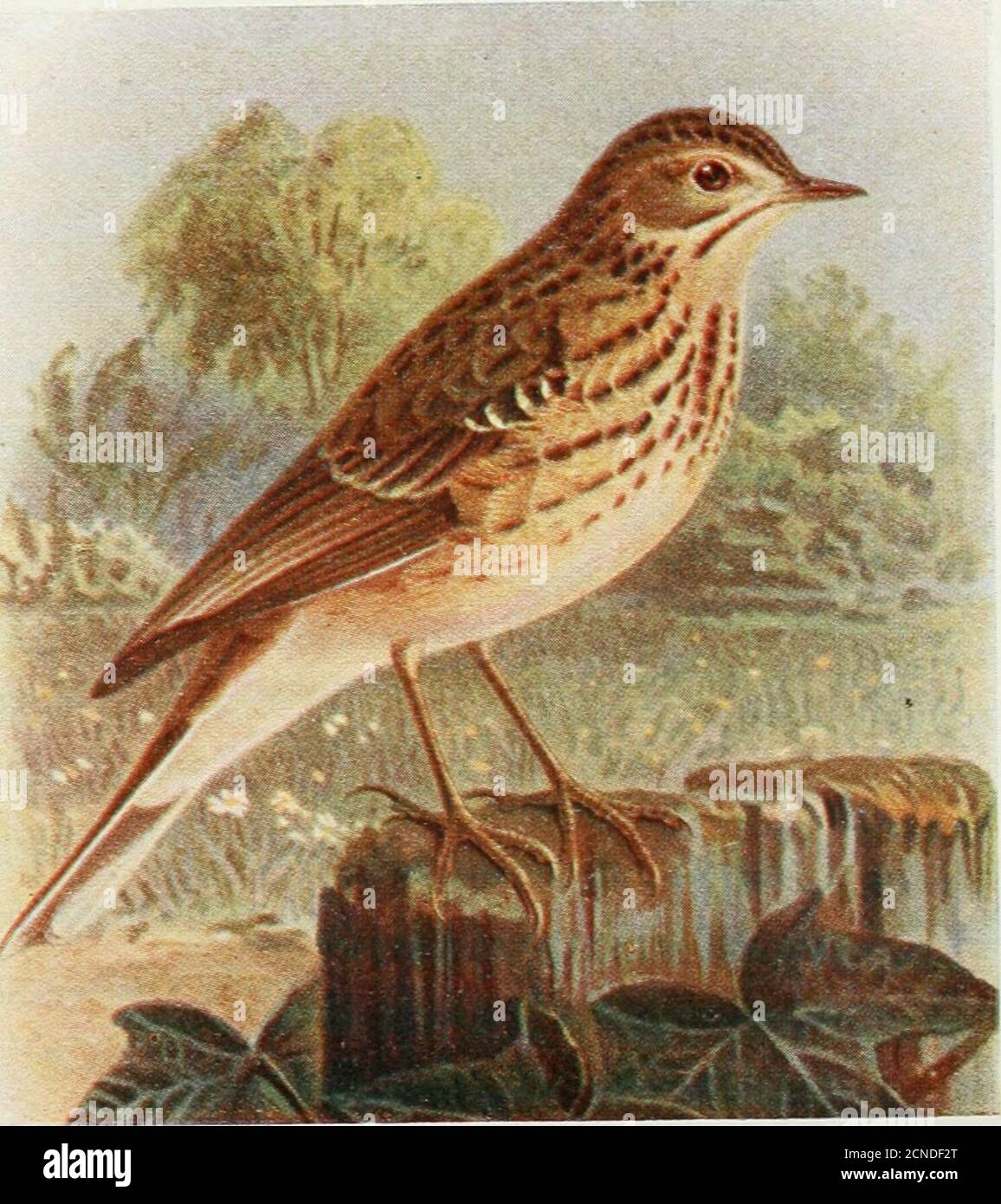 . The birds of the British Isles and their eggs . I PL 46. Meadow Pipit ...