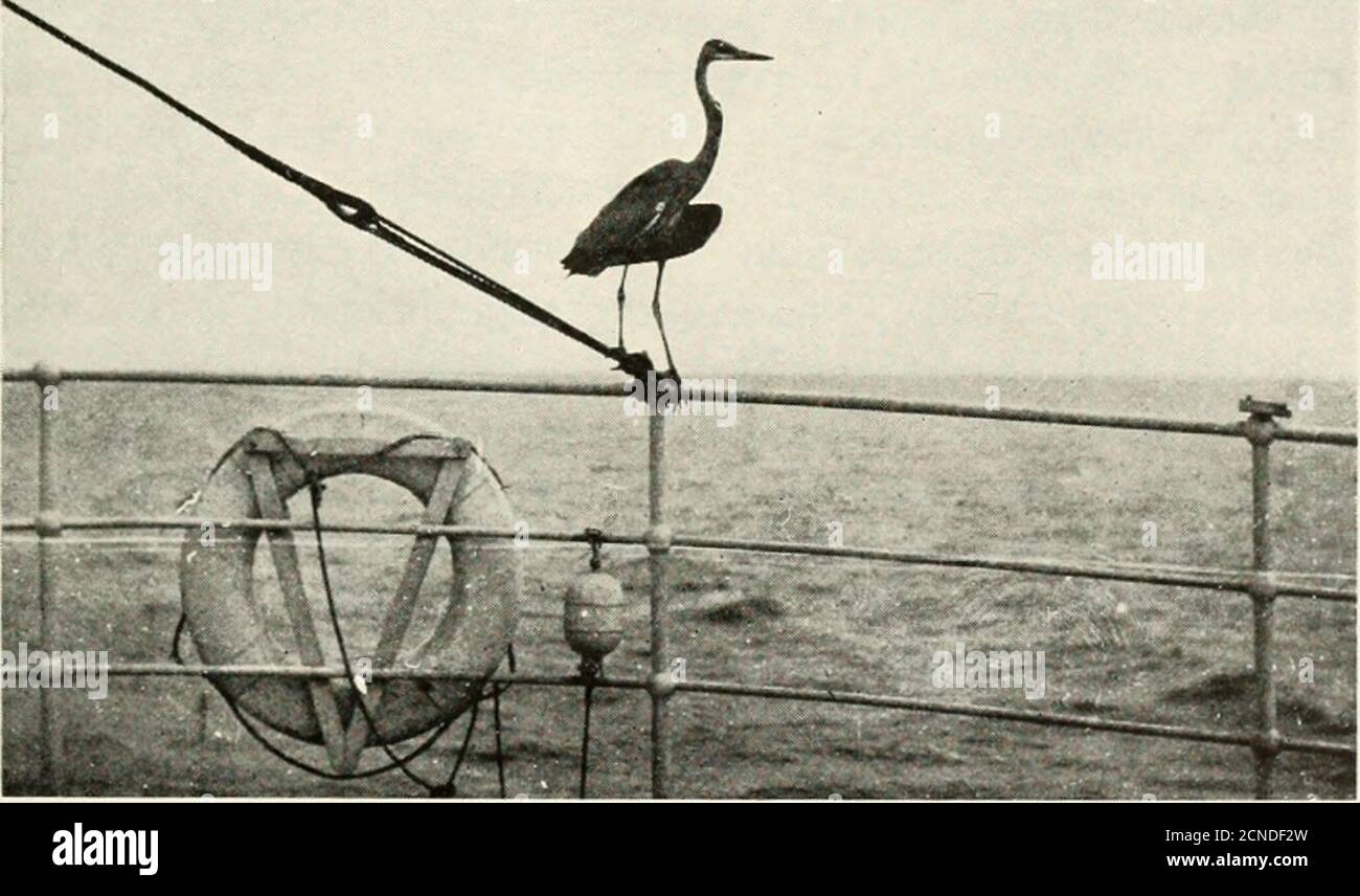 . Bird-lore . THE ROBBER EATING THE EGGS Observations in a Laughing ...