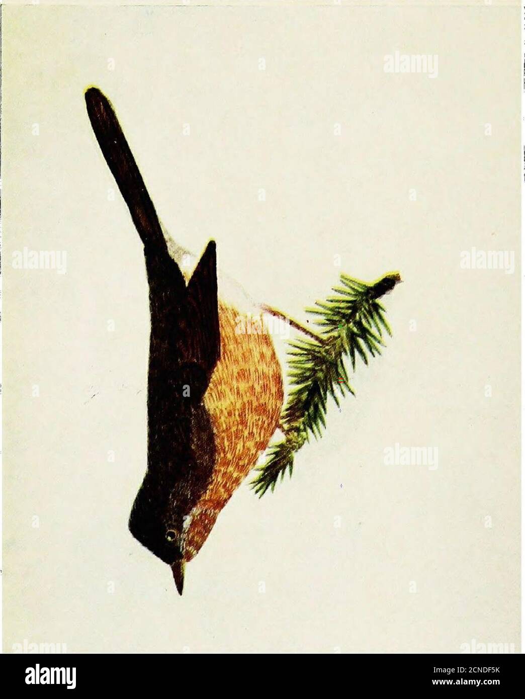 The furze wren hi-res stock photography and images - Alamy