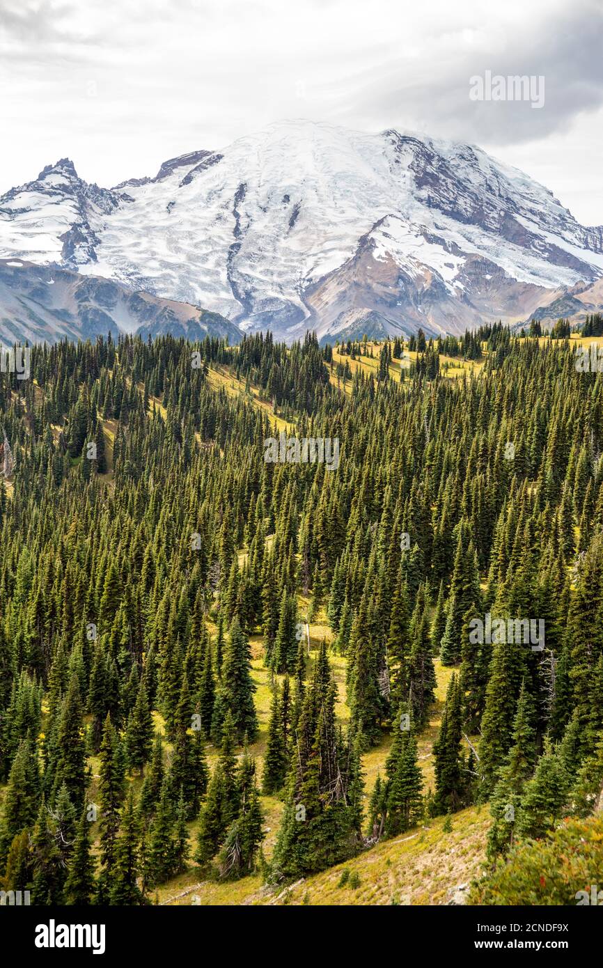 Early light on Mount Rainier from the Burroughs Mountain Trail, Mount ...