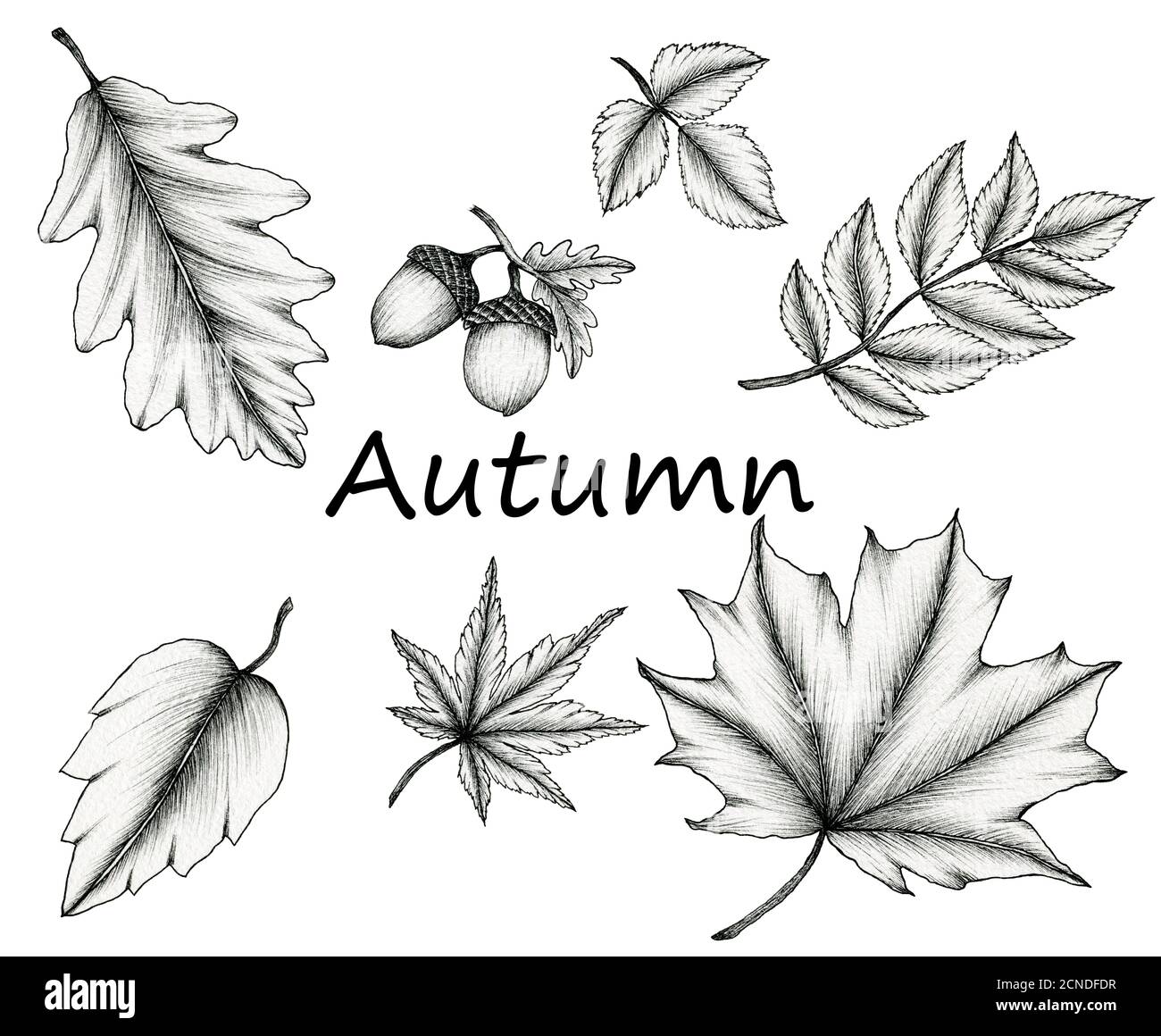 Autumn leaves sticker icon Cut Out Stock Images & Pictures - Alamy