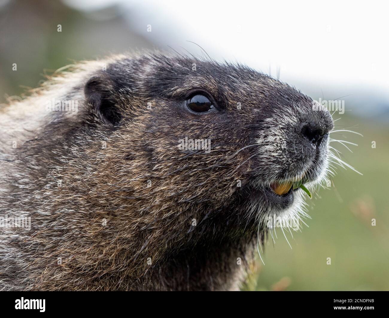 Adult hoary marmot (Marmota caligata), on the Skyline Trail, Mount ...
