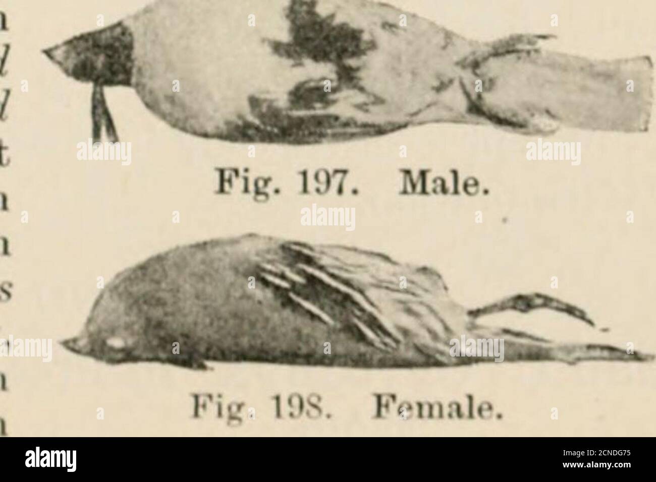 Birds without borders hi-res stock photography and images - Alamy