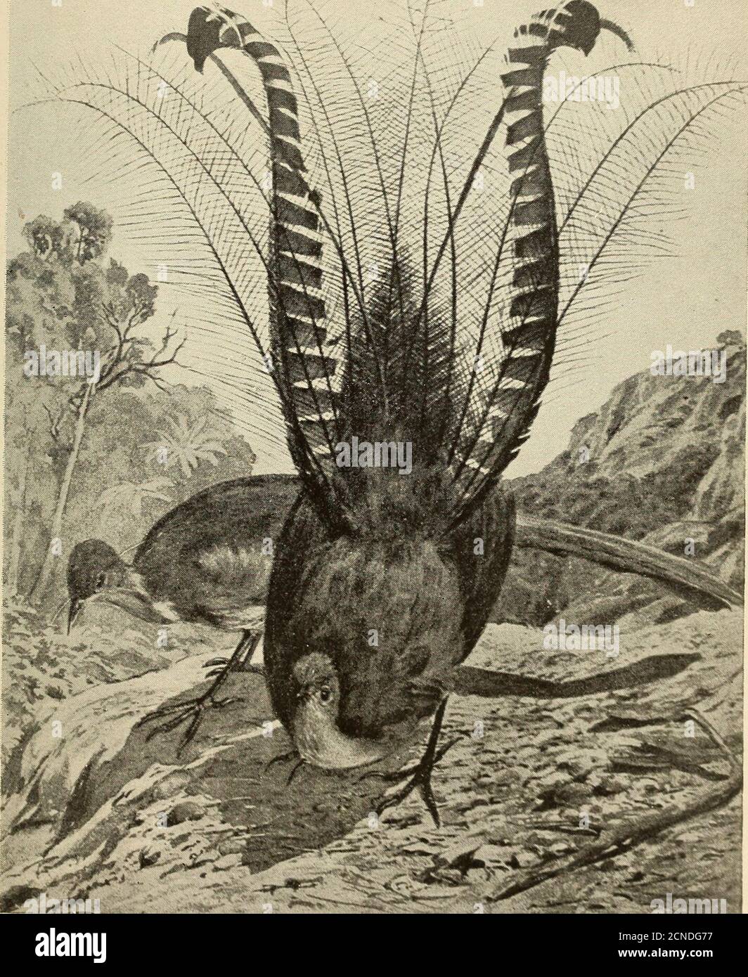 Pesquet’s parrot hi-res stock photography and images - Alamy