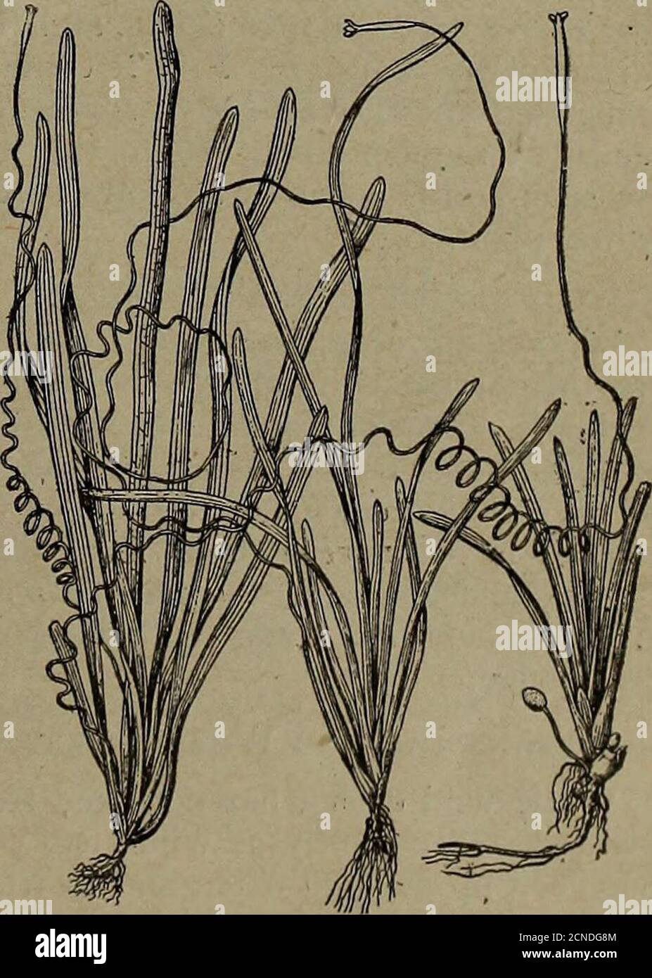 Straight eelgrass hi-res stock photography and images - Alamy
