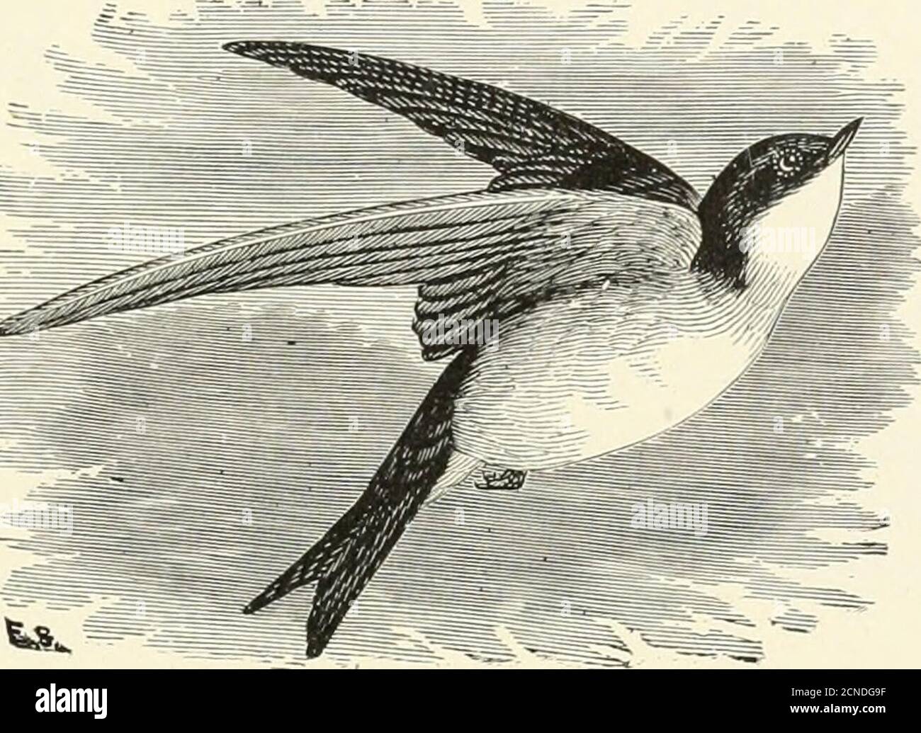 . The birds of Illinois and Wisconsin . 4.50; bill, .30. The Barn ...