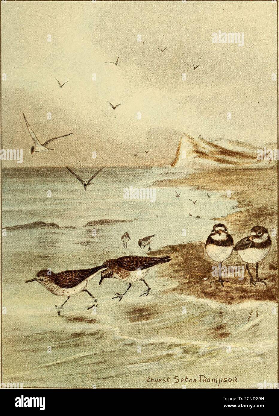 Uses bill to probe hi-res stock photography and images - Alamy