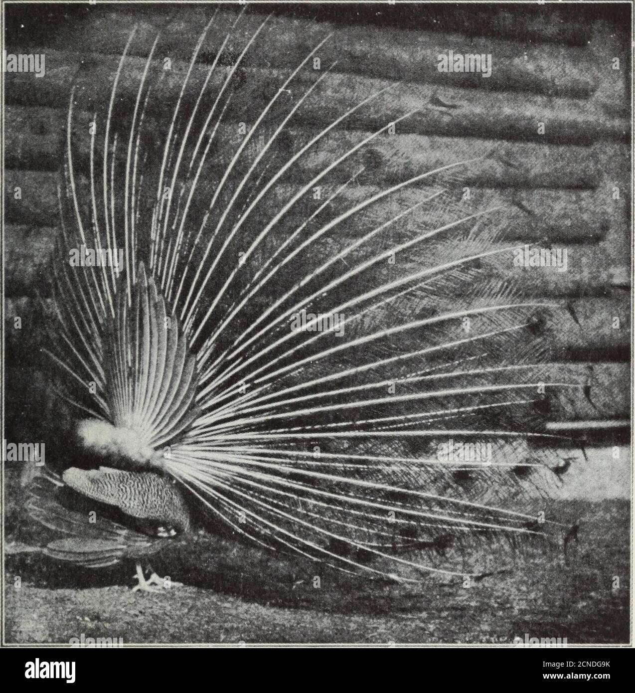 Long tail feathers form a train hi-res stock photography and images - Alamy