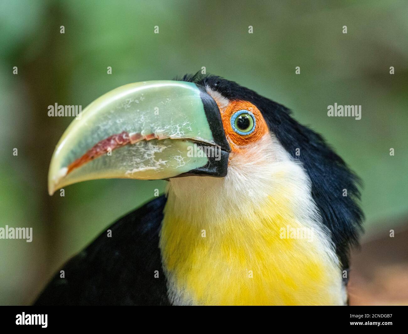 Captive red-breasted toucan (Ramphastos dicolorus), Parque das Aves ...
