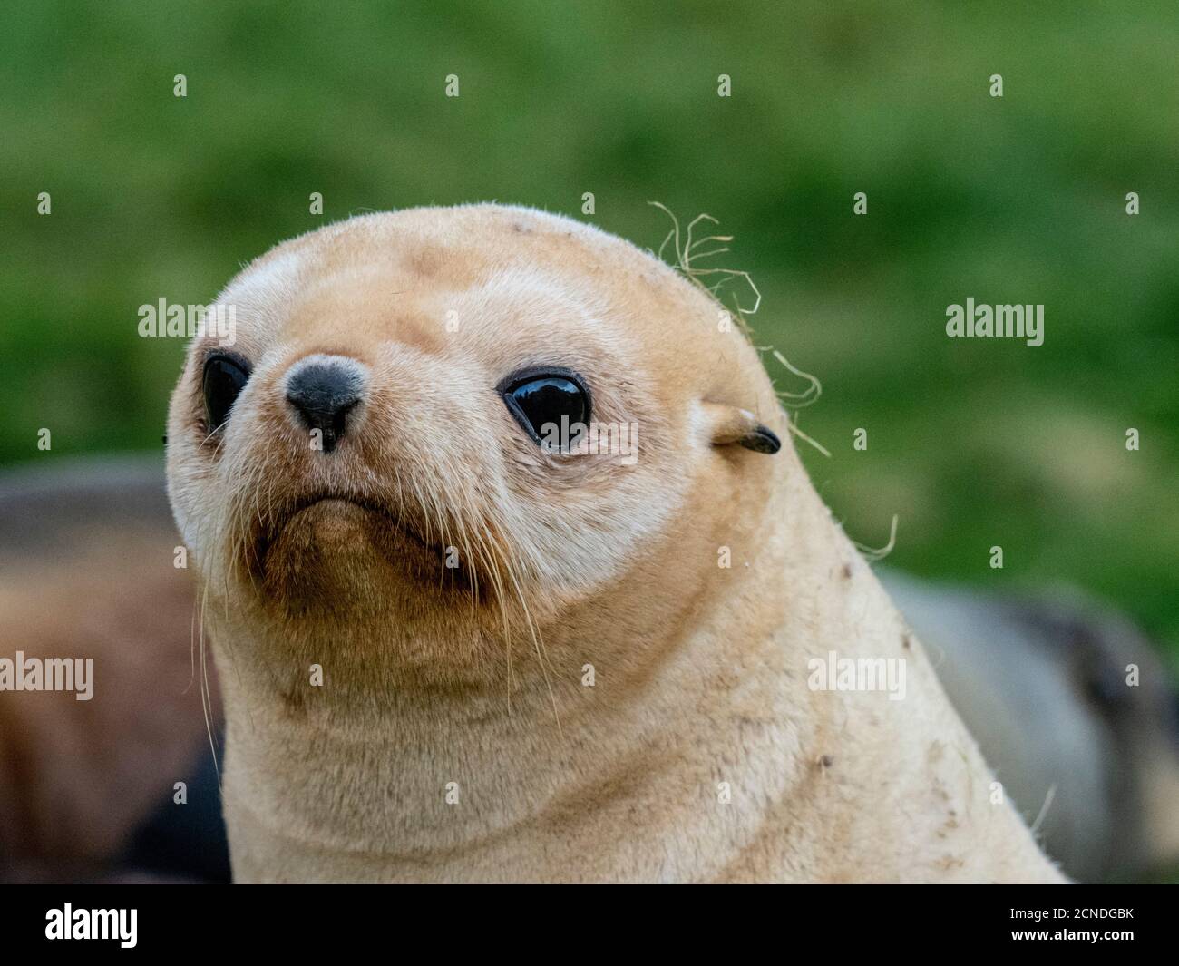 Leucistic animals hi-res stock photography and images - Alamy