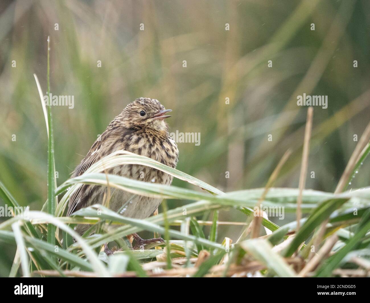 Tussah High Resolution Stock Photography and Images - Alamy