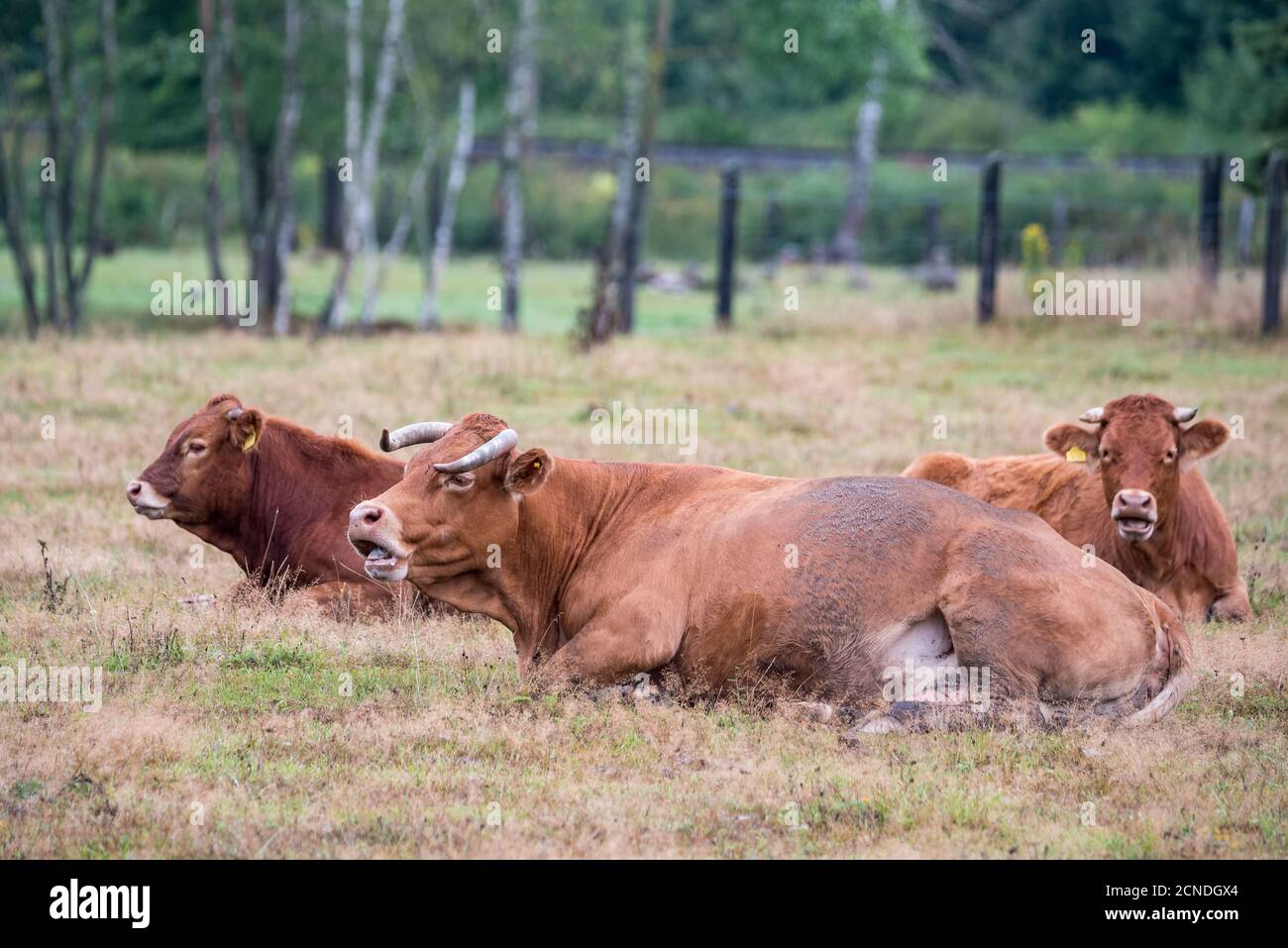 Limousine, a French breed of beef cattle. Brown cows in the pasture ...