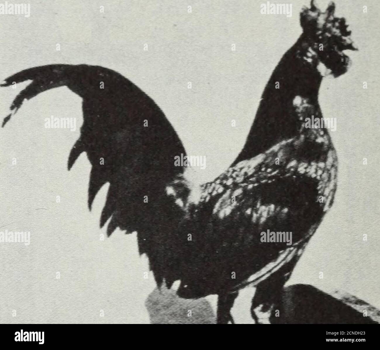 . The bird, its form and function . Fia. 332.—Japanese Long-tailed ...