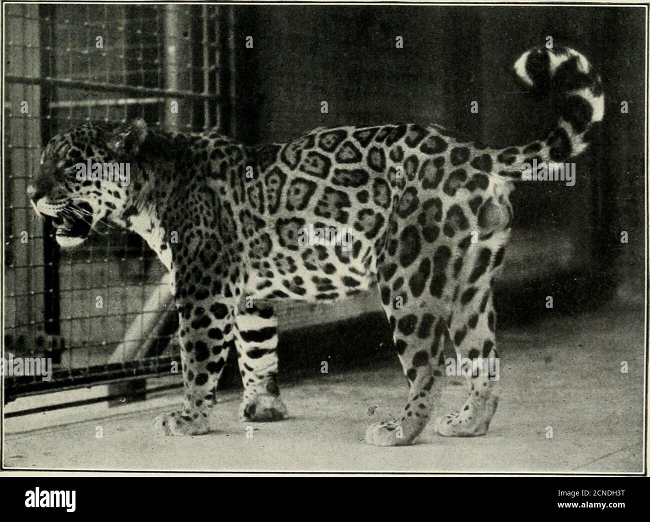 Digitigrade High Resolution Stock Photography and Images - Alamy