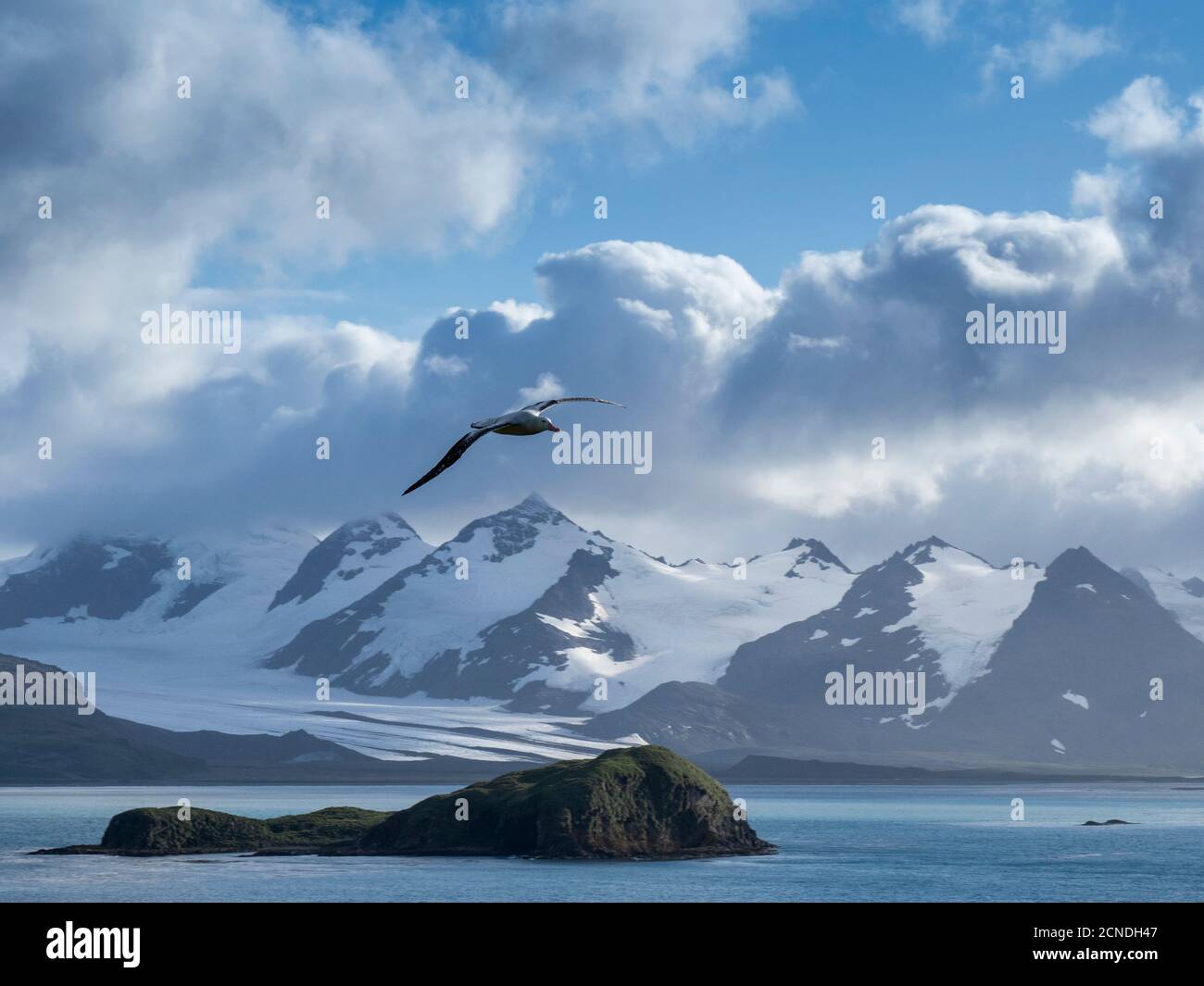 Flying wandering albatross hi-res stock photography and images - Alamy