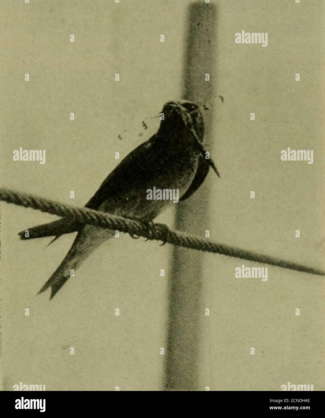 Keep still eat seed hi-res stock photography and images - Alamy