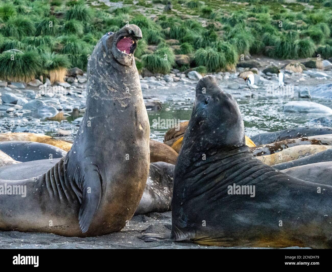 Baby elephant seal in water hi-res stock photography and images - Alamy