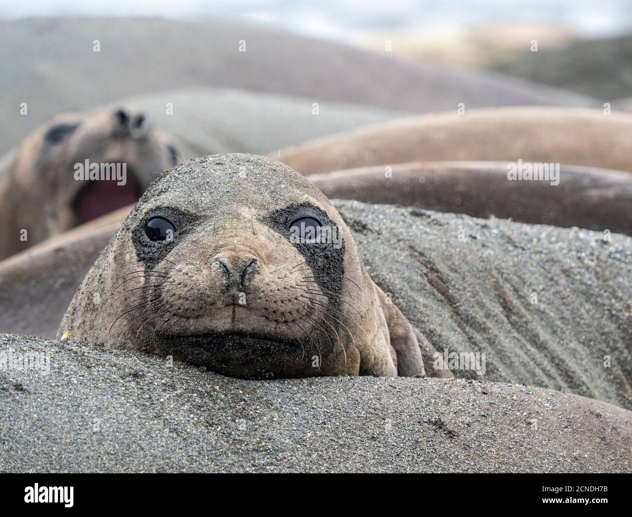 Sea elephant hi-res stock photography and images - Alamy