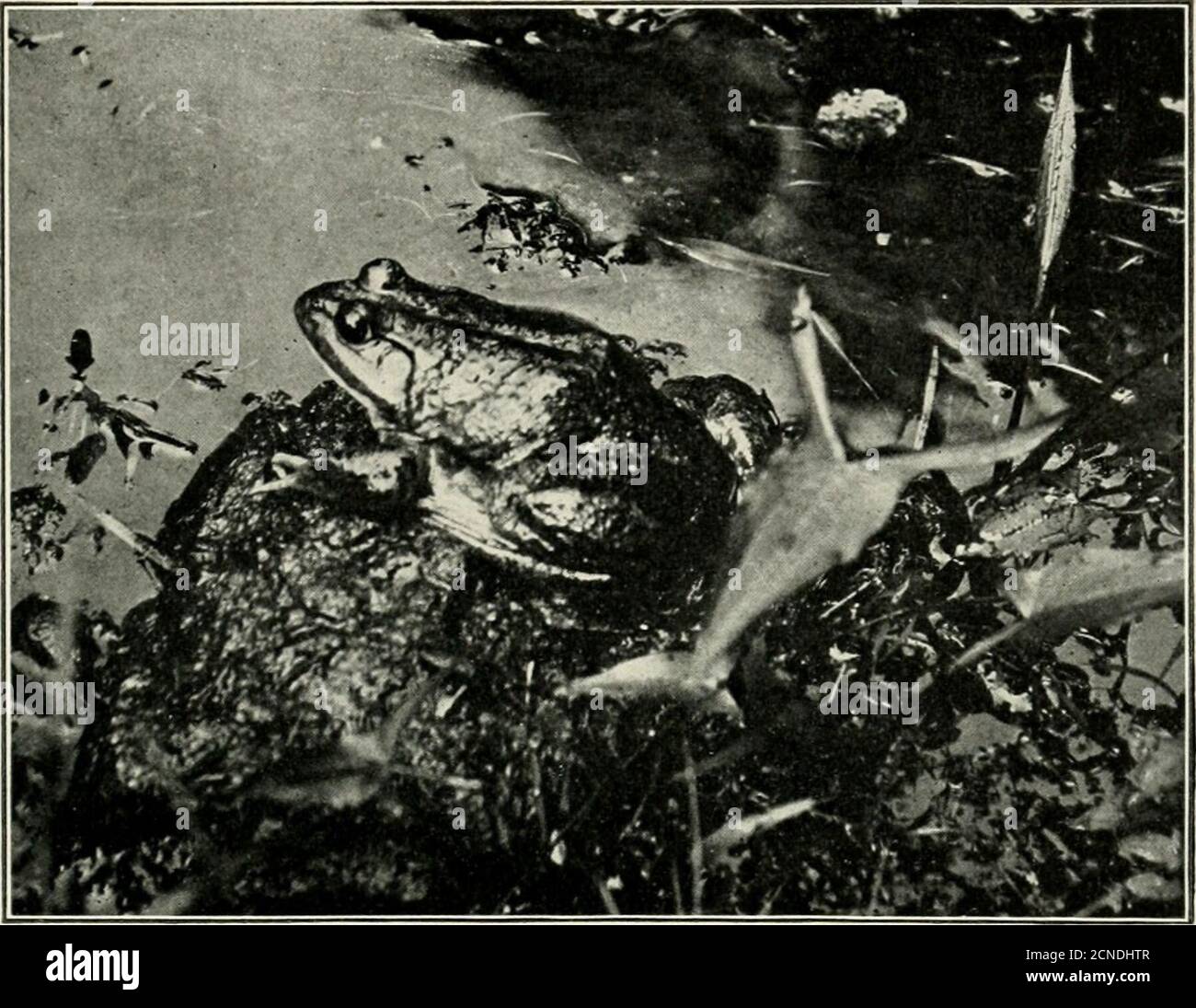 . The bird, its form and function . Fig. 65.—Pelvic arch of an adult ...