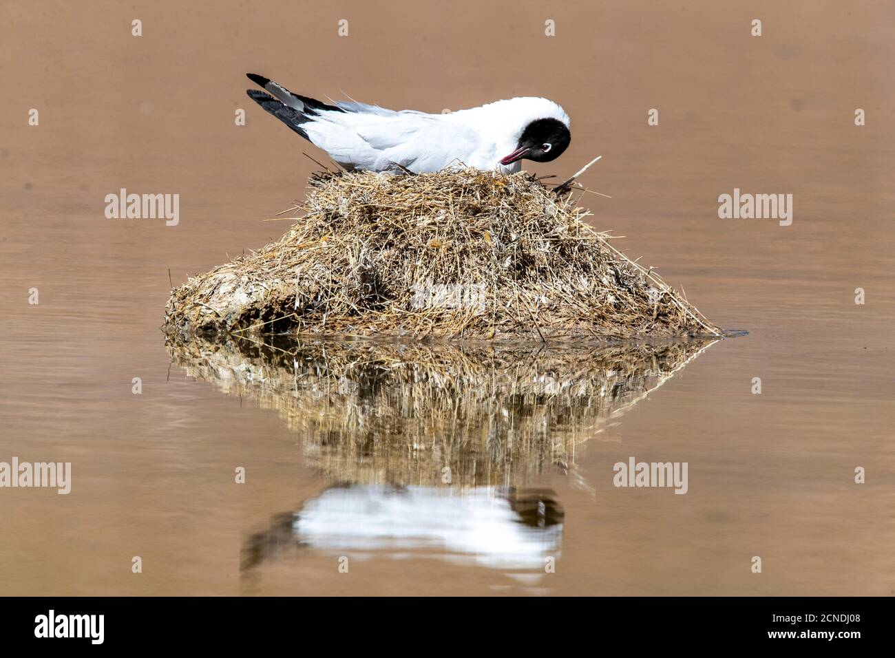 Andean gull (Chroicocephalus serranus) on its nest in a lagoon, Andean ...