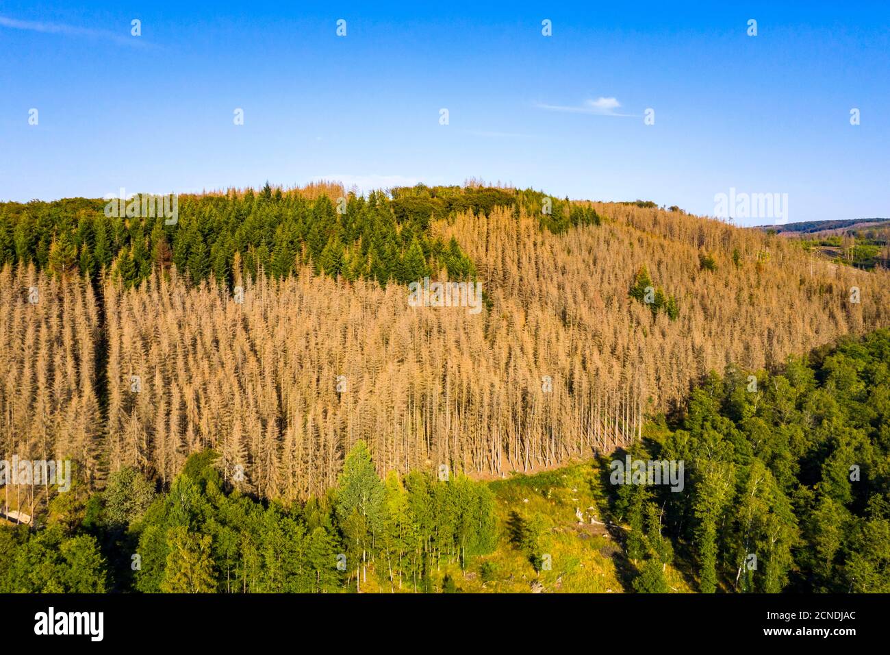 Sauerland district, forest dieback, dead spruce trees, caused by the ...