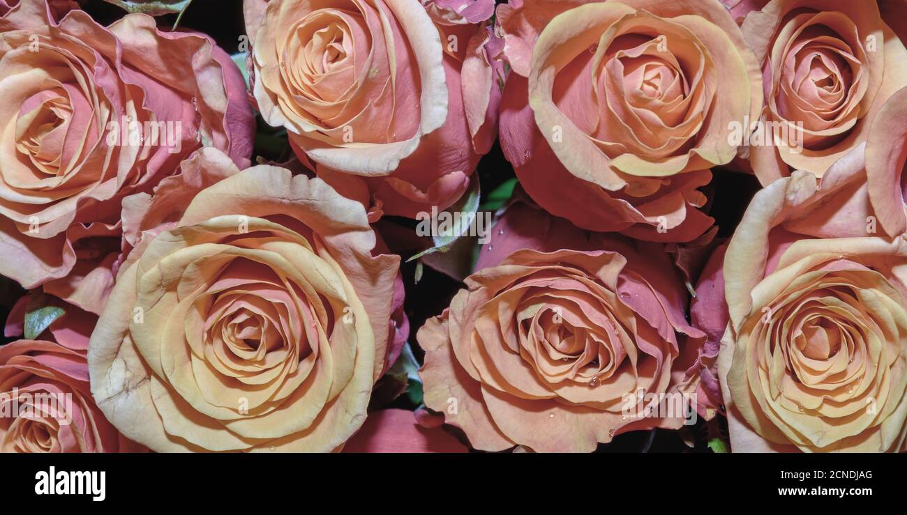 Background of beautiful flowers. Сlose up. Panorama Stock Photo - Alamy