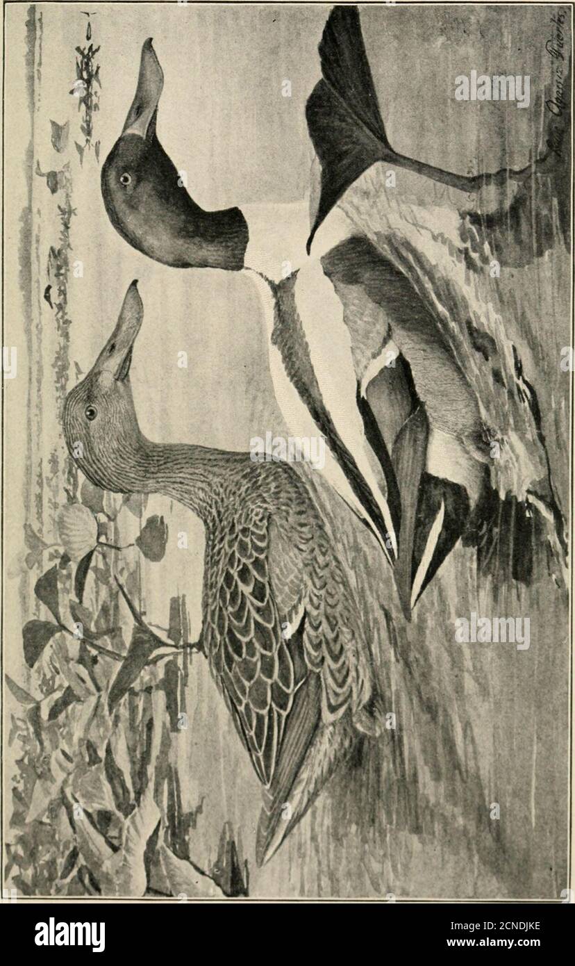 Black sides of neck to crown hi-res stock photography and images - Alamy