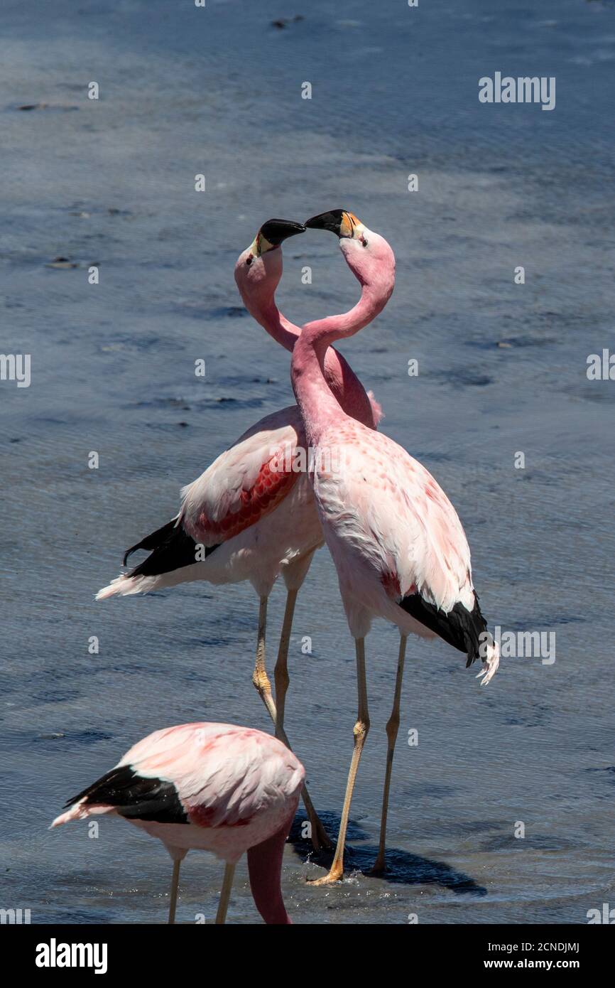 Andean flamingo phoenicoparrus andinus hi-res stock photography and ...