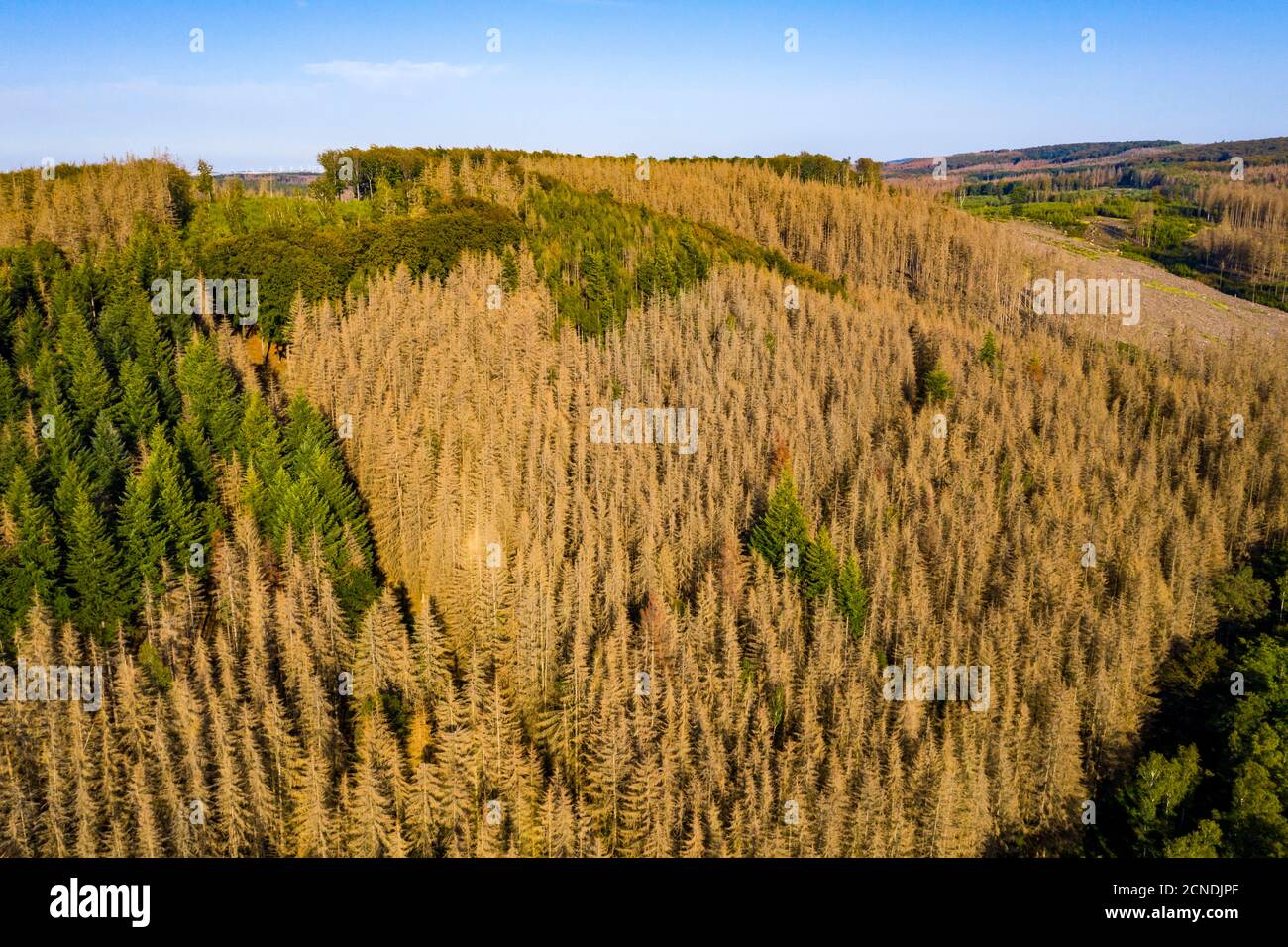 Sauerland district, forest dieback, dead spruce trees, caused by the ...