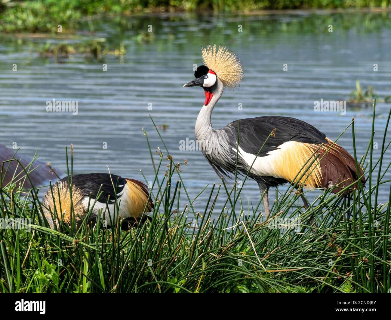 Crowned crane hi-res stock photography and images - Alamy