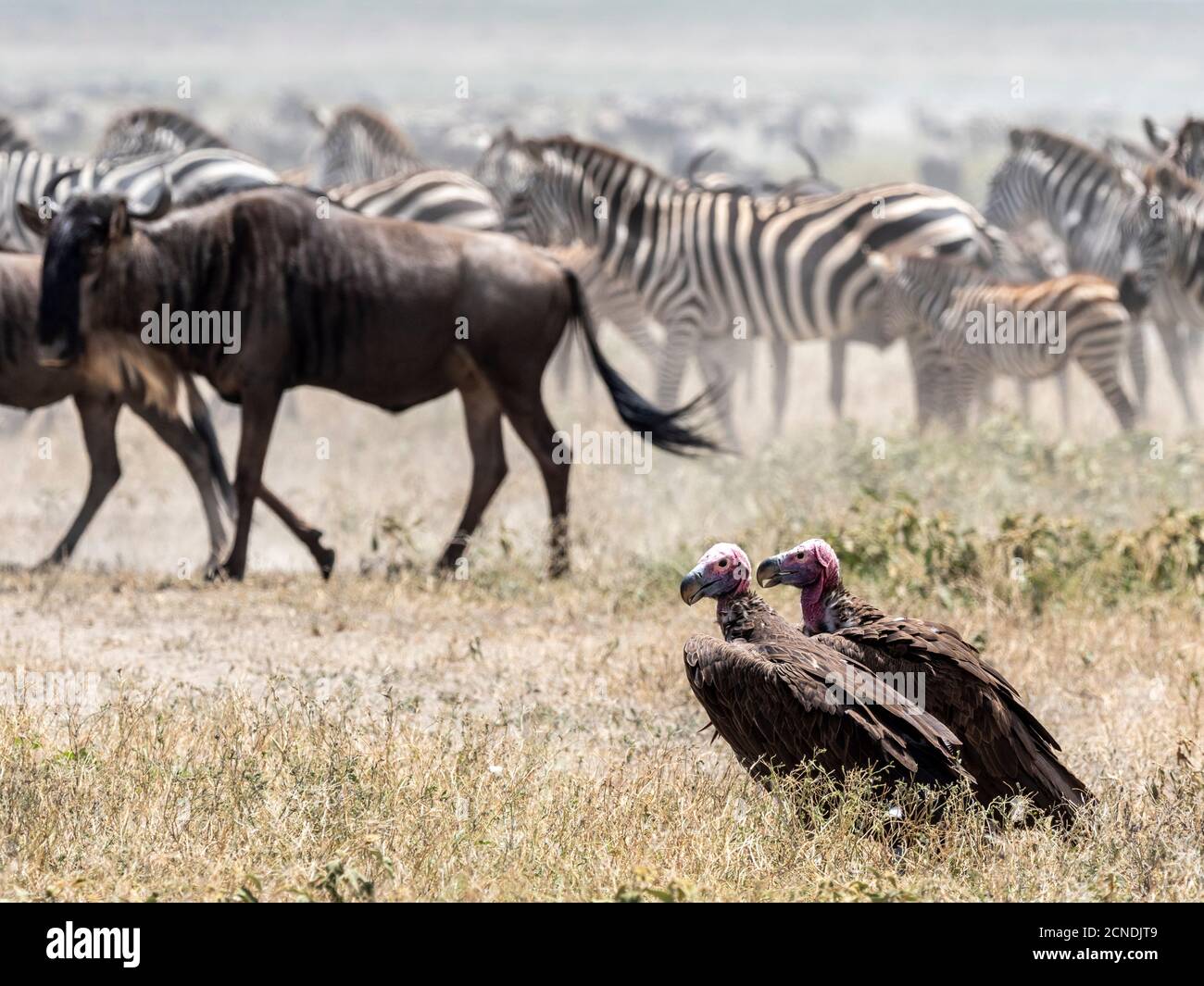A pair of lappet-faced vultures (Torgos tracheliotos), in the great ...