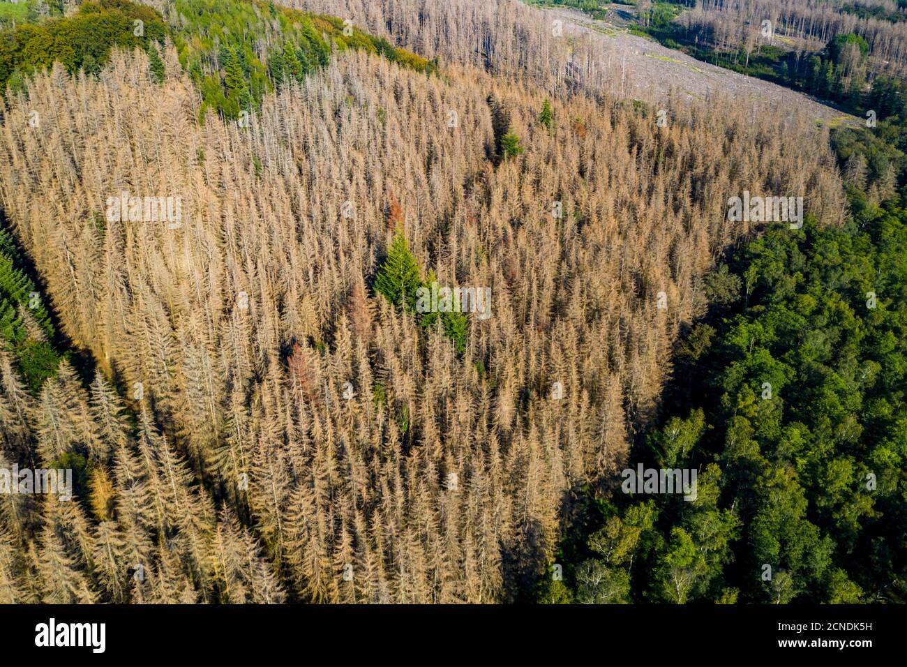 Sauerland district, forest dieback, dead spruce trees, caused by the ...