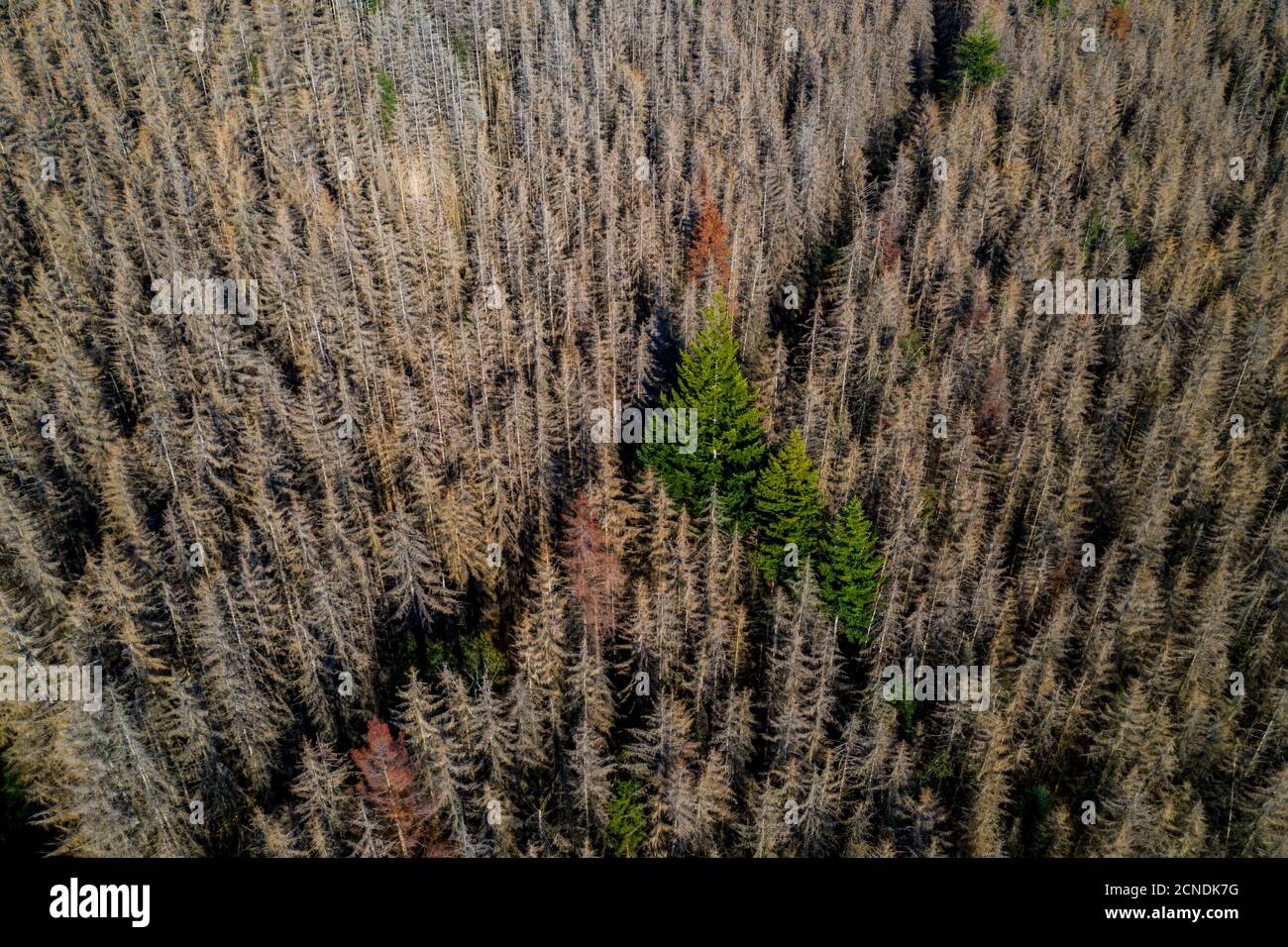 Sauerland district, forest dieback, dead spruce trees, caused by the ...