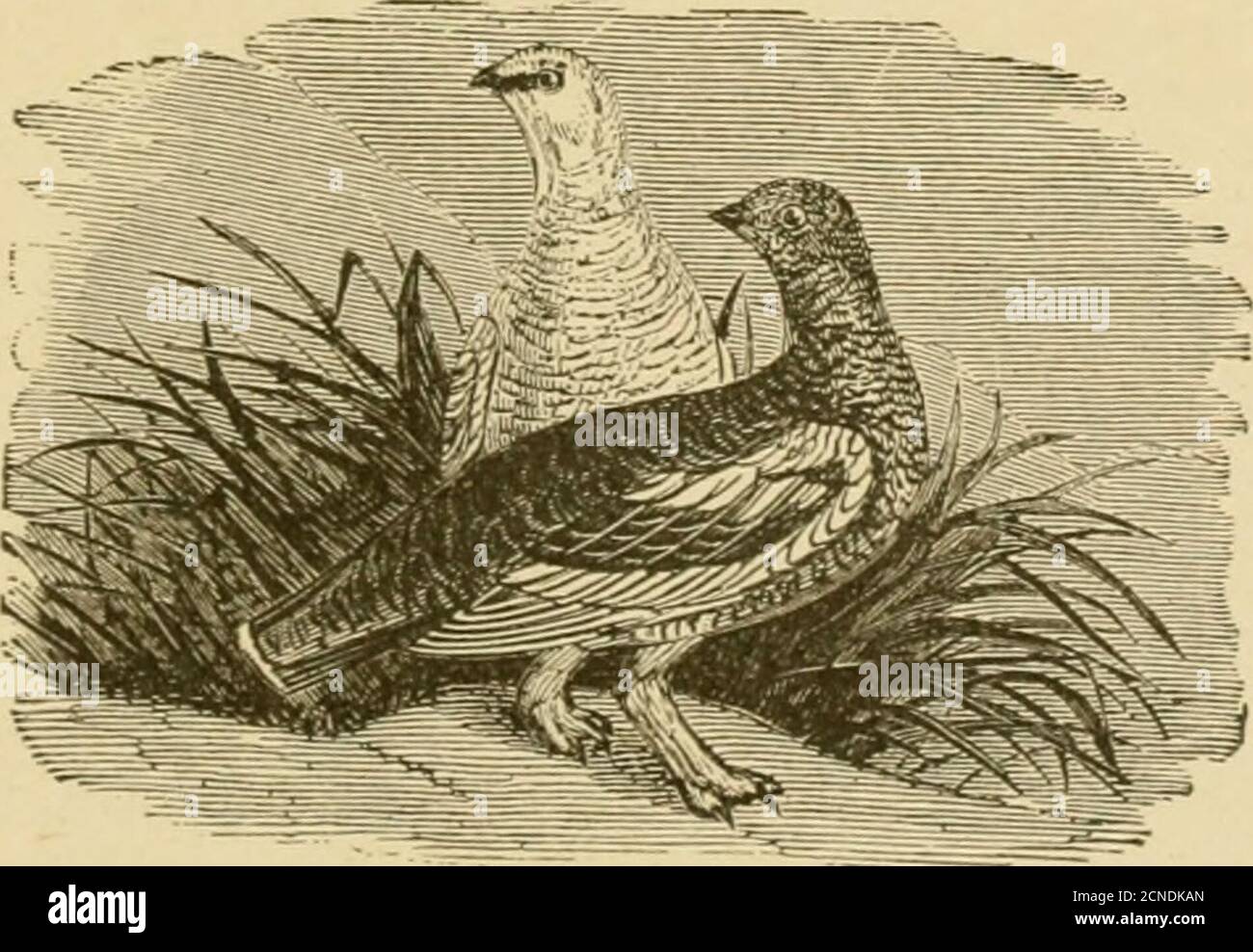 Grafton hunt hi-res stock photography and images - Alamy