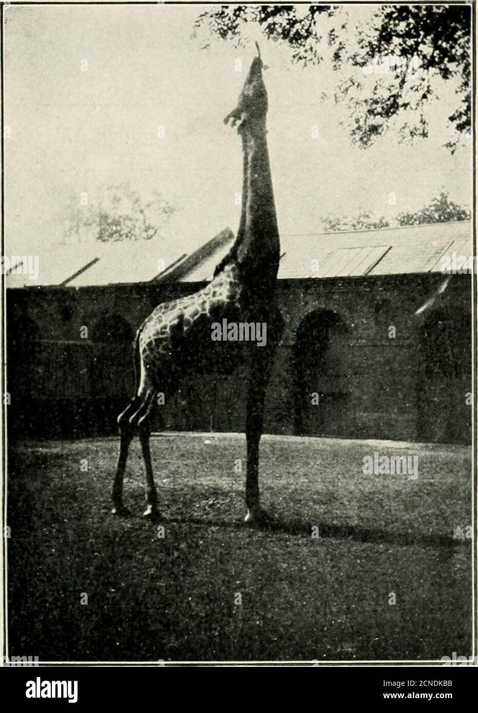 Rib function hi-res stock photography and images - Alamy