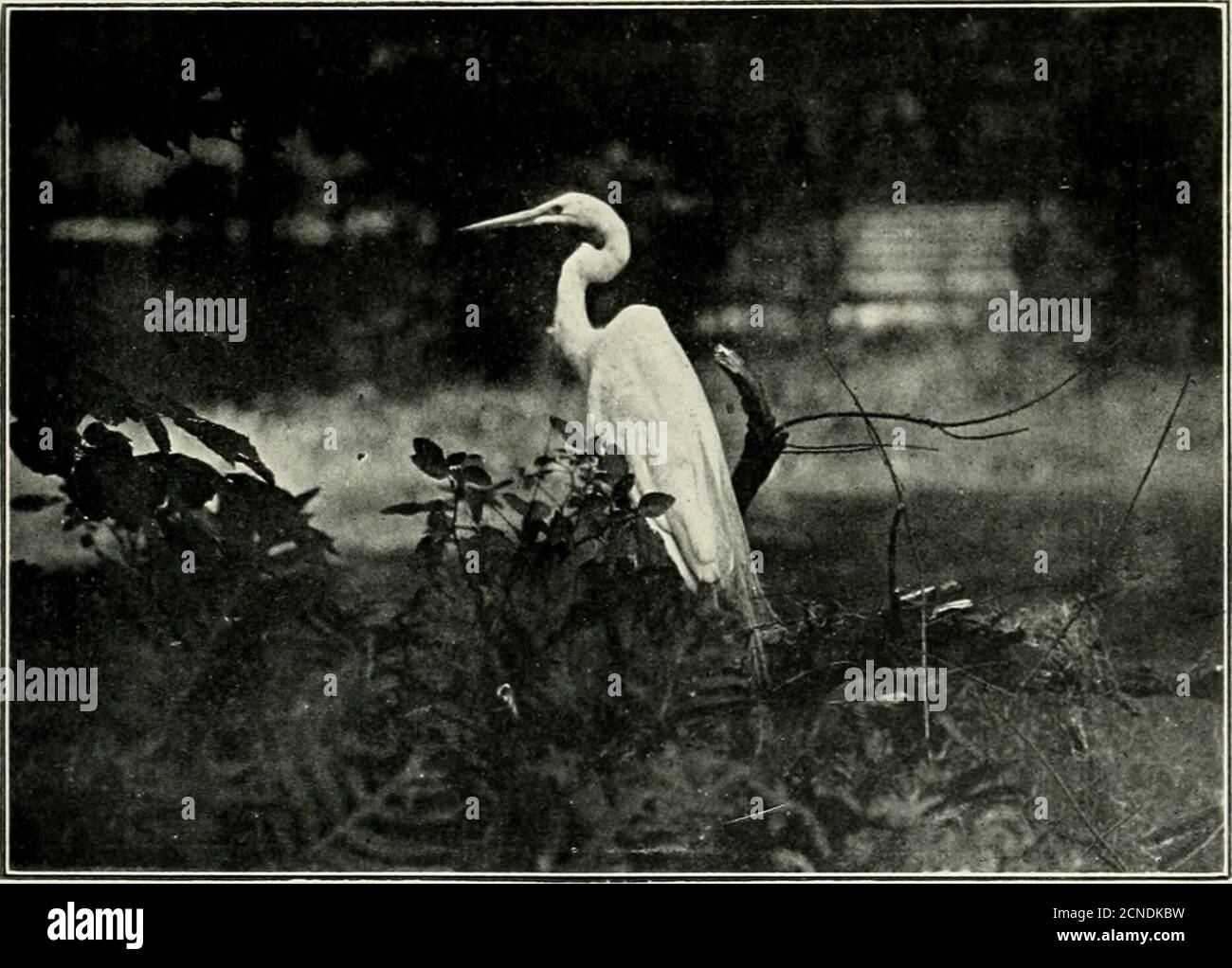 . The bird, its form and function . ^ collar of bone supports the skull ...