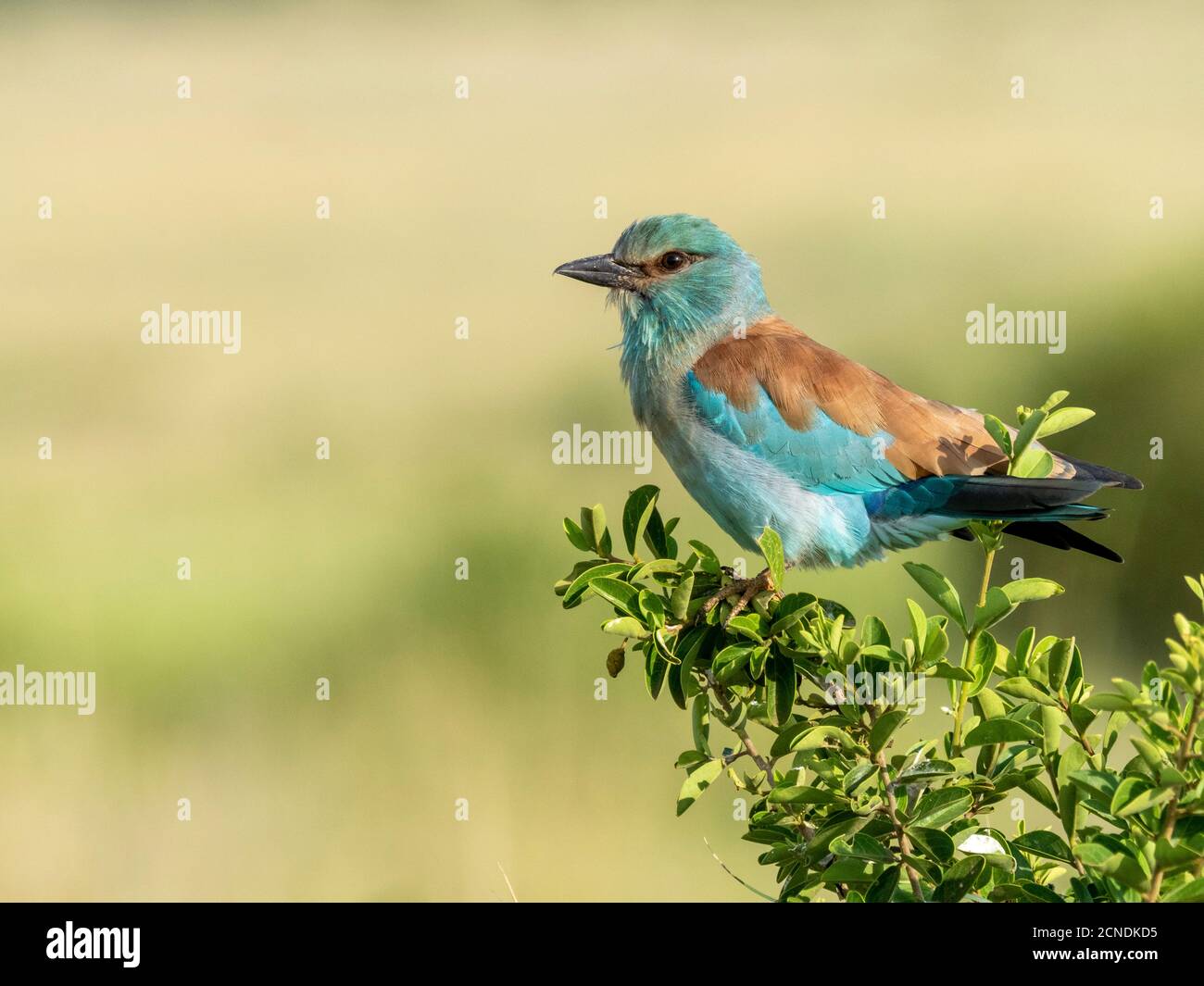 An adult European roller (Coracias garrulus), Tarangire National Park ...